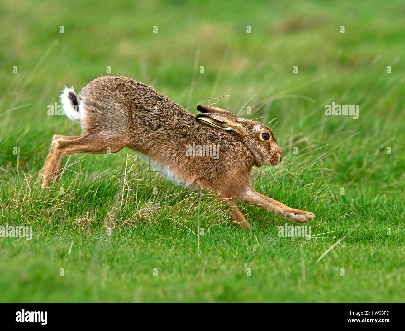 European brown hare running Stock Photo - Alamy
