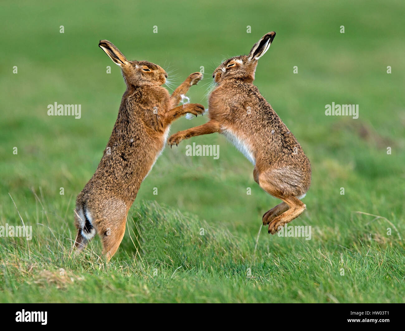 Hare Uk Boxing High Resolution Stock Photography and Images - Alamy