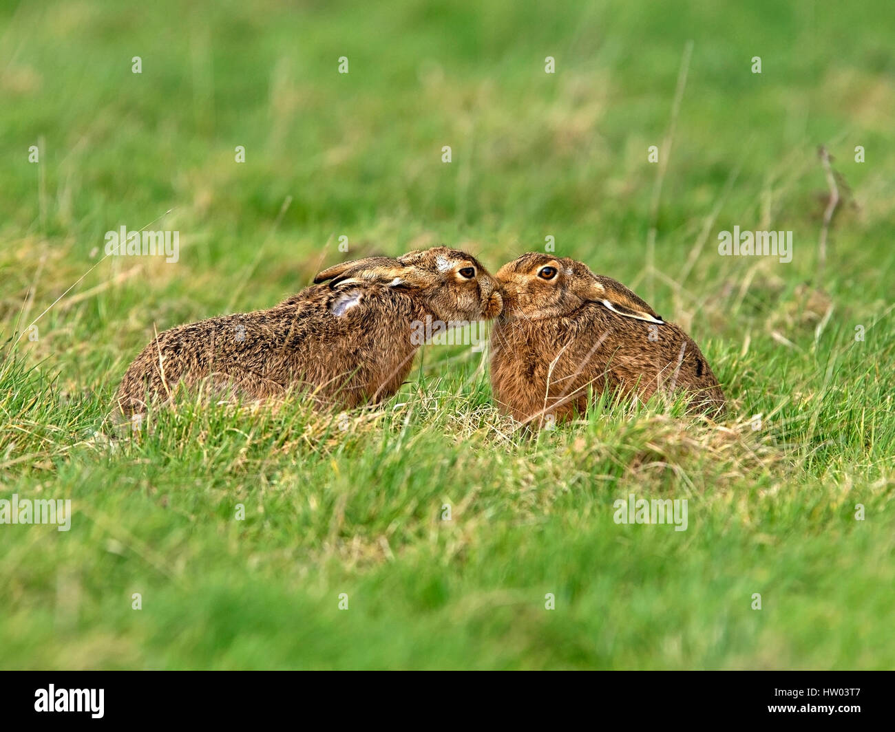 Hare nose hi-res stock photography and images - Alamy