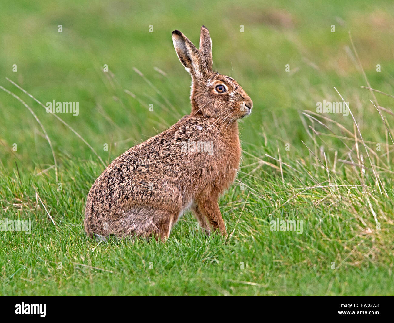 European brown hare Stock Photo - Alamy