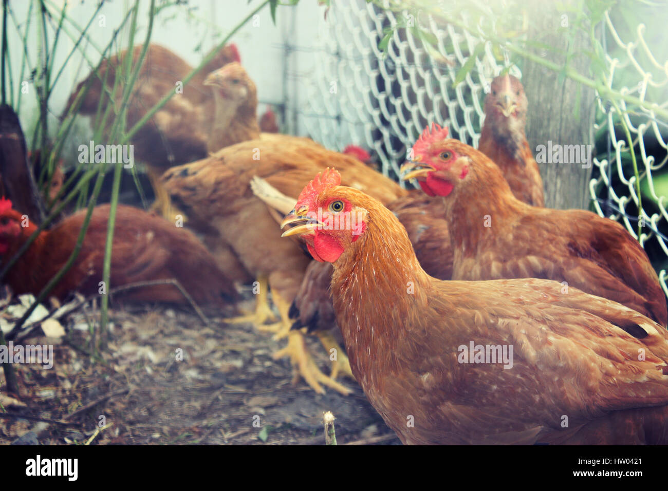 chicken and his friends feeding Stock Photo - Alamy