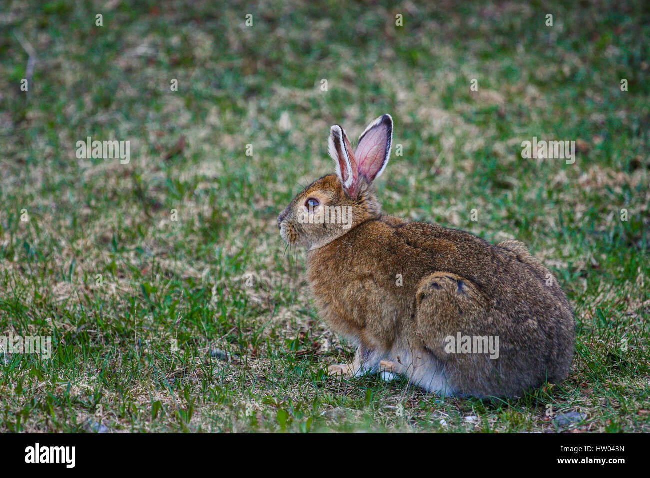 bunny eating grass in the wild Stock Photo - Alamy