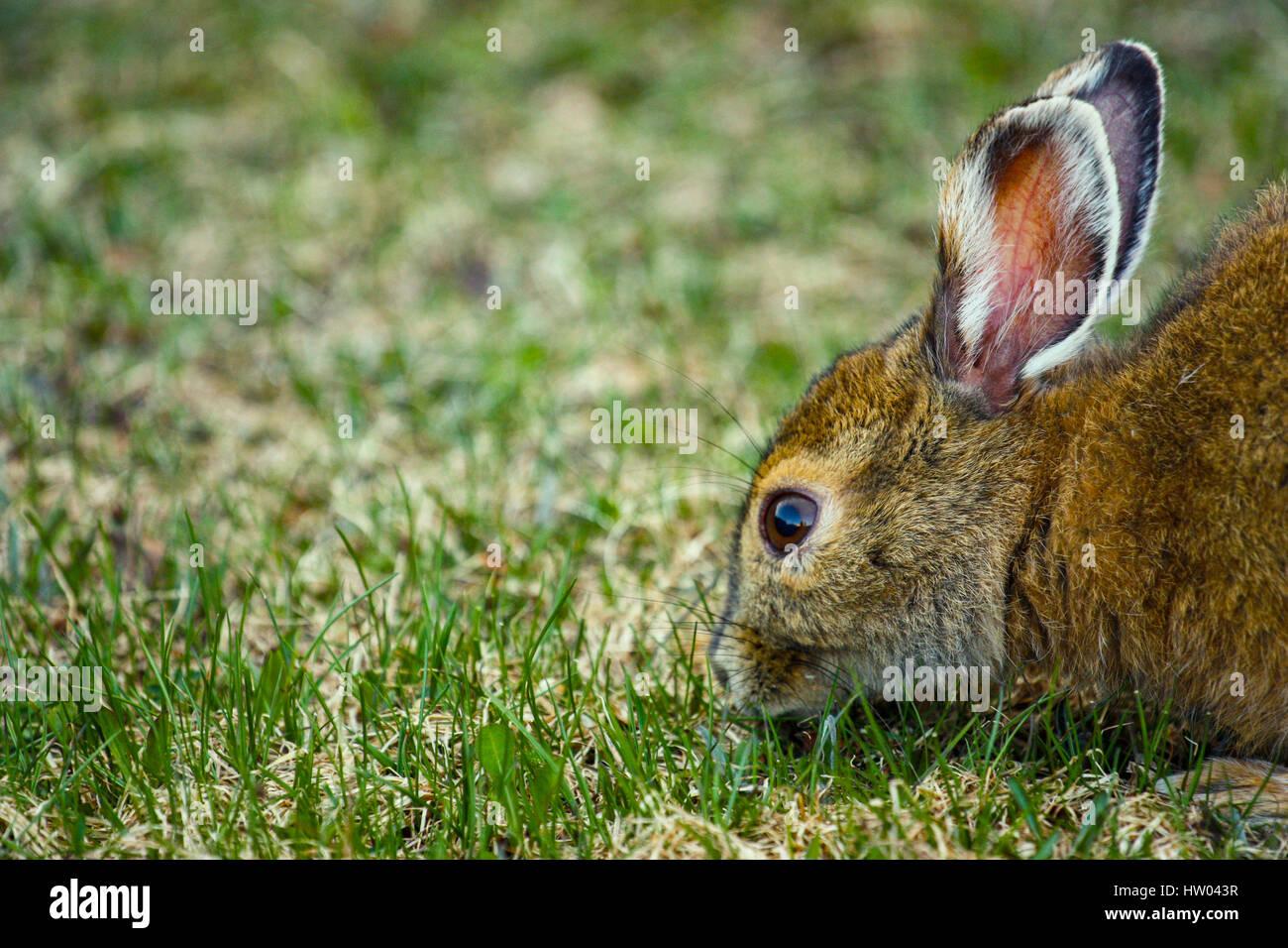 bunny eating grass in the wild Stock Photo - Alamy