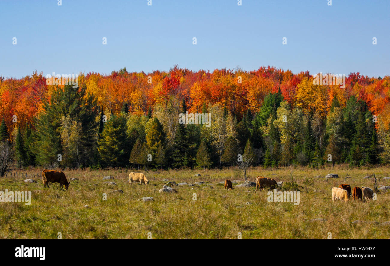 cows eating free in the fall season Stock Photo - Alamy