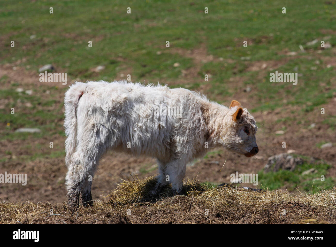 baby veal eating Stock Photo - Alamy