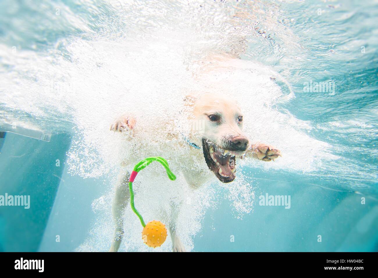 swimming Labrador Retriever Stock Photo - Alamy