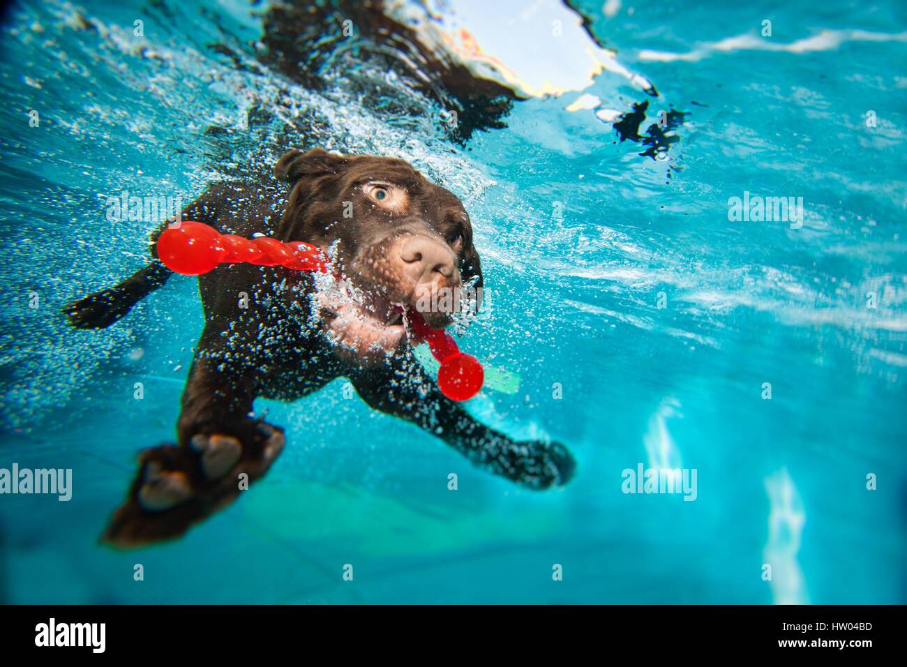 swimming Labrador Retriever Stock Photo - Alamy