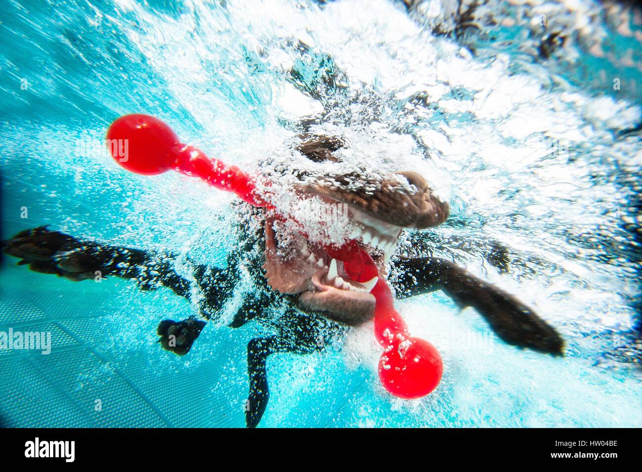 swimming Labrador Retriever Stock Photo - Alamy