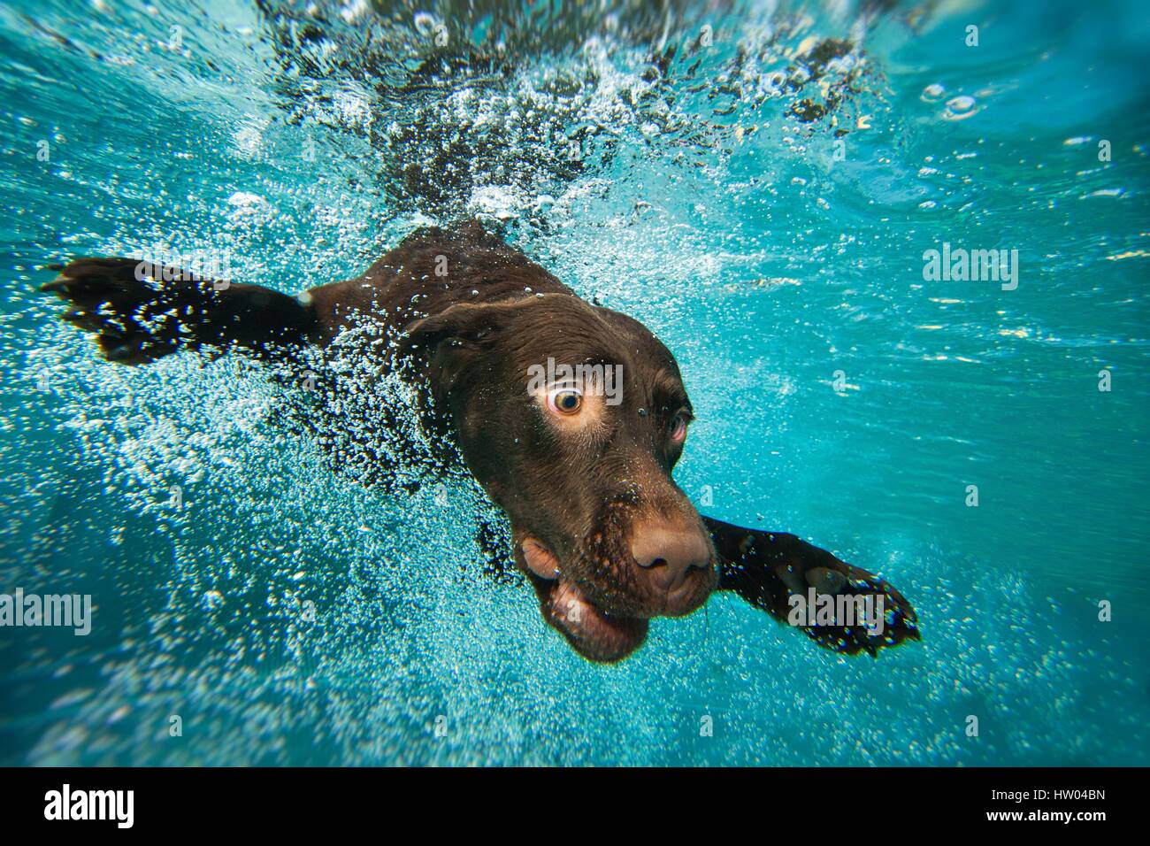 swimming Labrador Retriever Stock Photo - Alamy