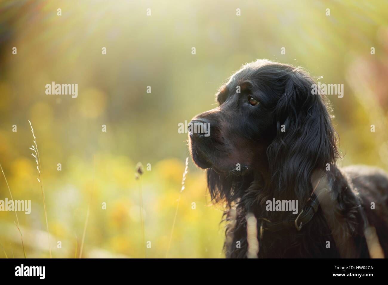 Gordon Setter Portrait Stock Photo - Alamy