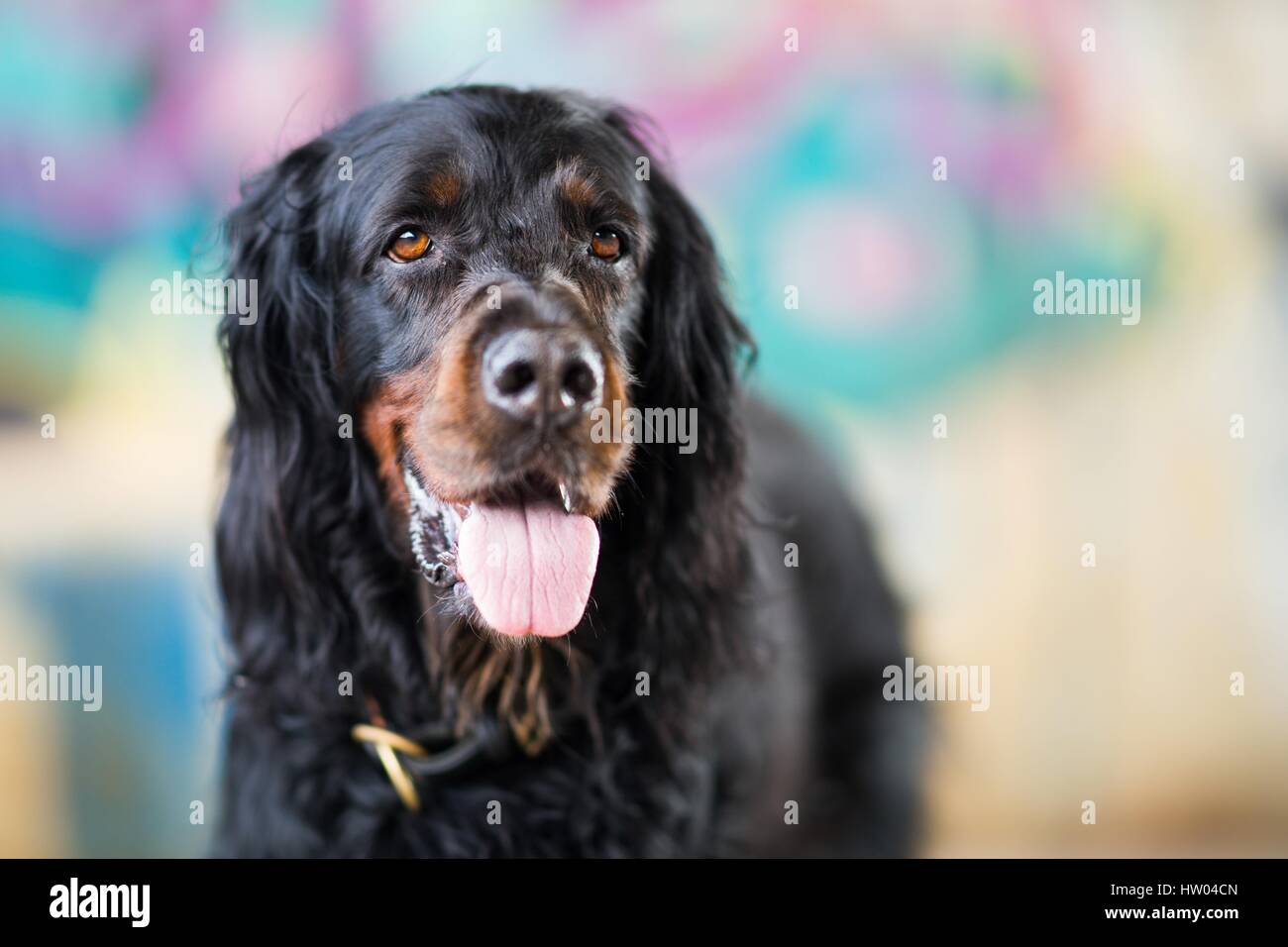 Gordon Setter Portrait Stock Photo - Alamy