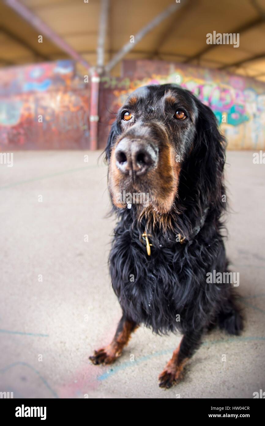 sitting Gordon Setter Stock Photo - Alamy