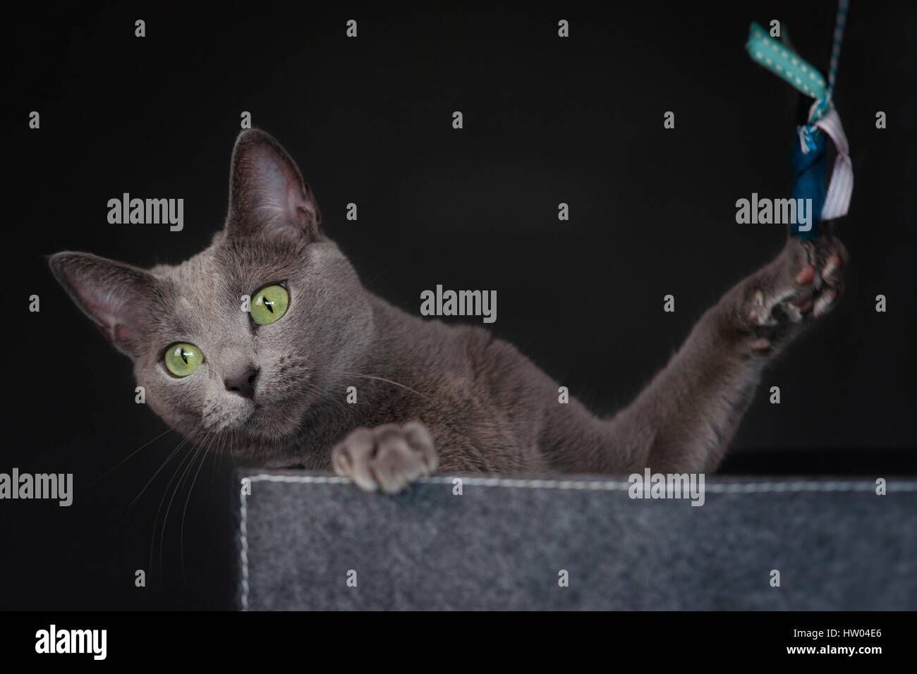 playing Russian Blue Stock Photo - Alamy