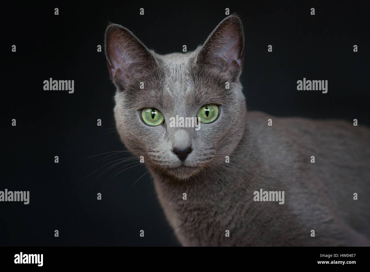 Russian Blue Portrait Stock Photo - Alamy