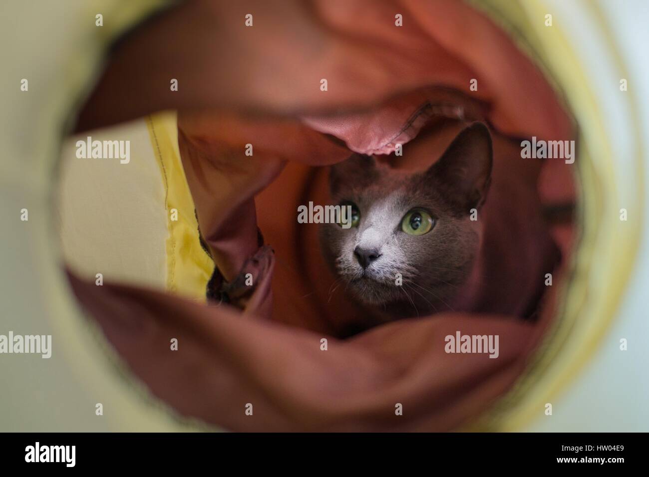 Russian Blue Portrait Stock Photo - Alamy