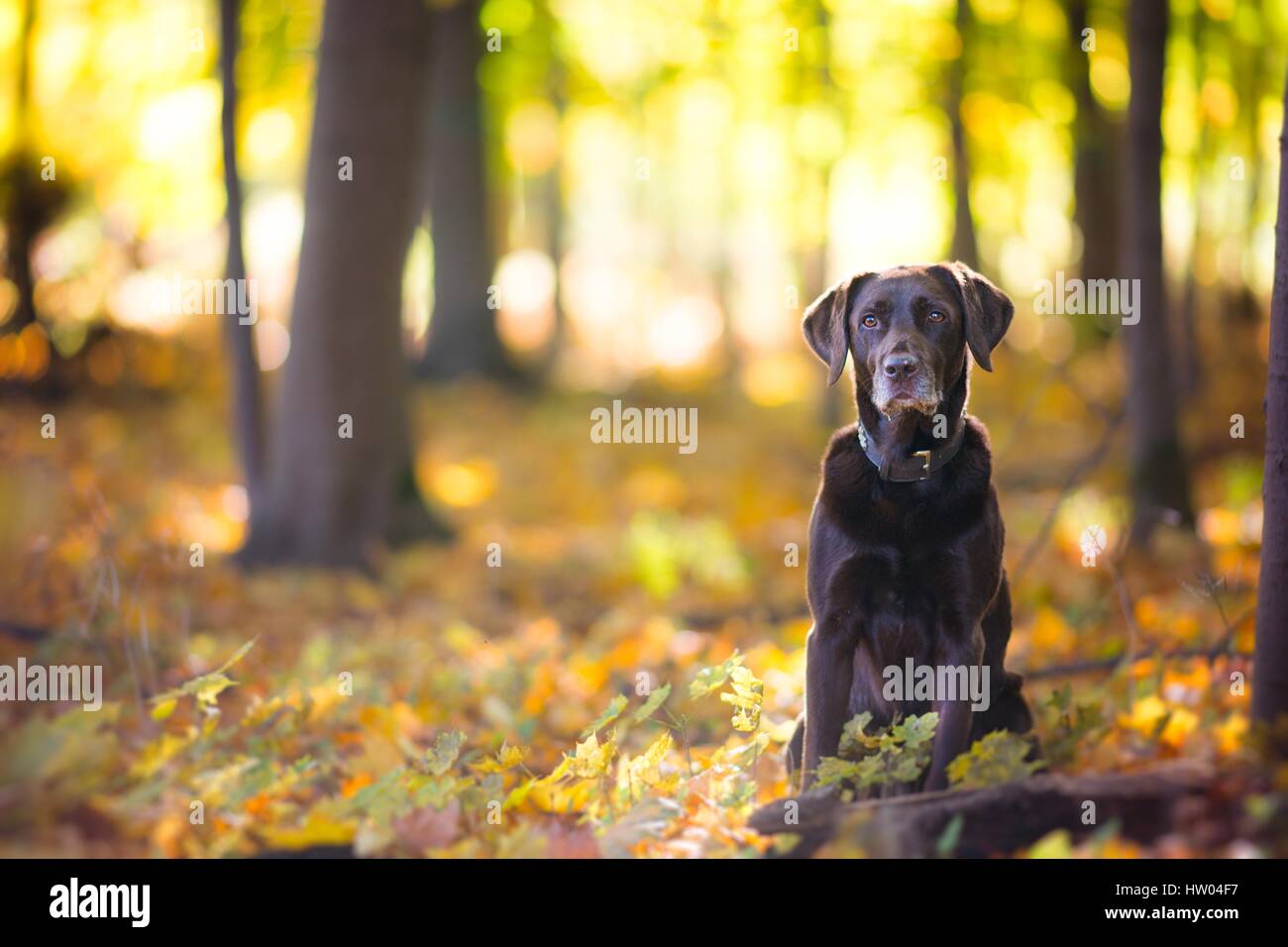 old Labrador Retriever Stock Photo - Alamy