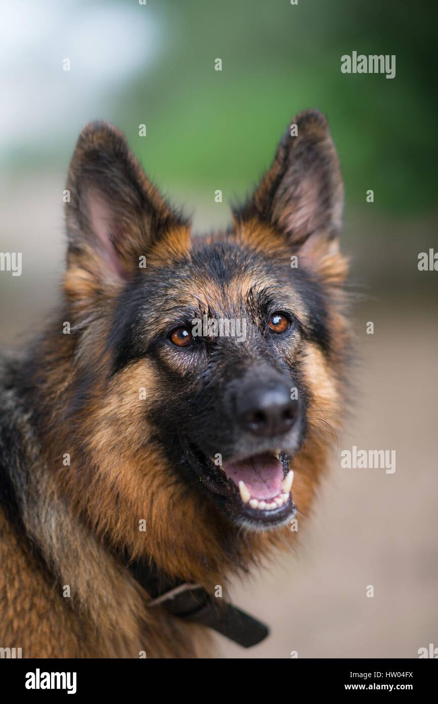 German Shepherd Portrait Stock Photo - Alamy