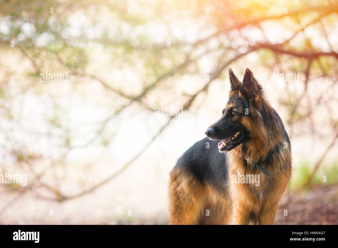 German Shepherd Portrait Stock Photo - Alamy