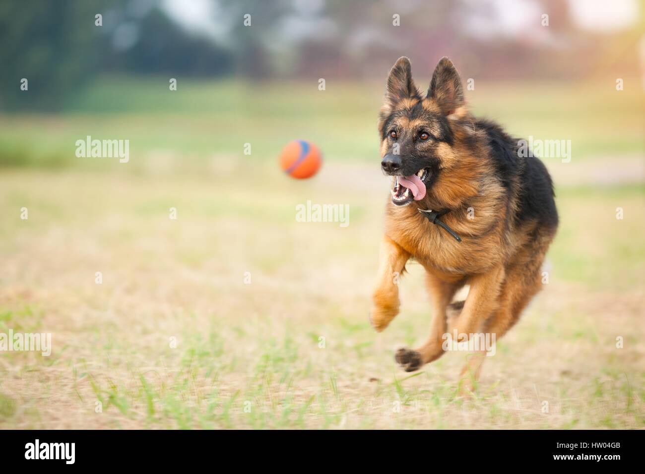 playing German Shepherd Stock Photo - Alamy