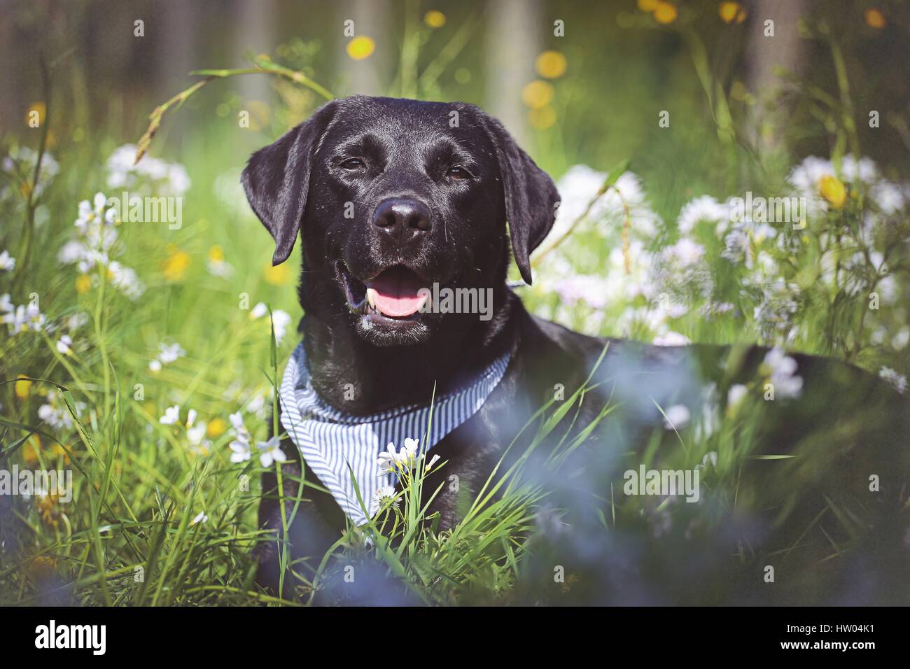 Labrador Retriever Portrait Stock Photo - Alamy