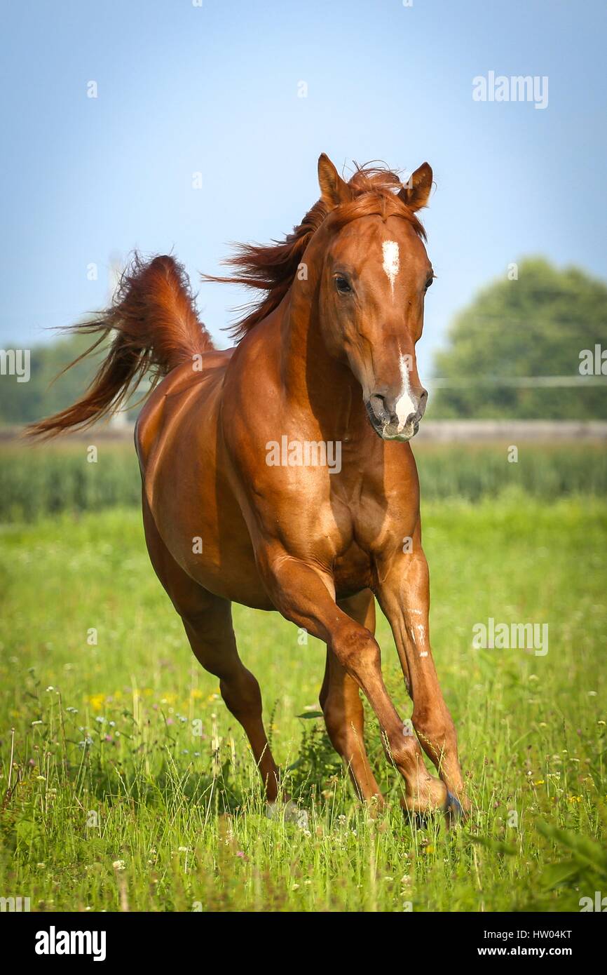galloping arabian horse Stock Photo - Alamy