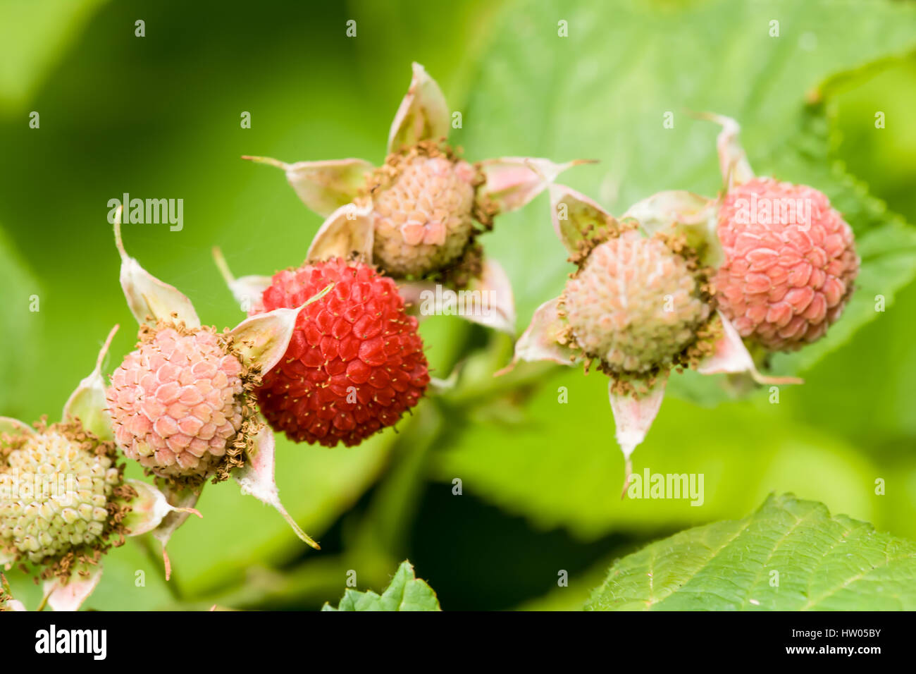 Thimbleberry hi-res stock photography and images - Alamy