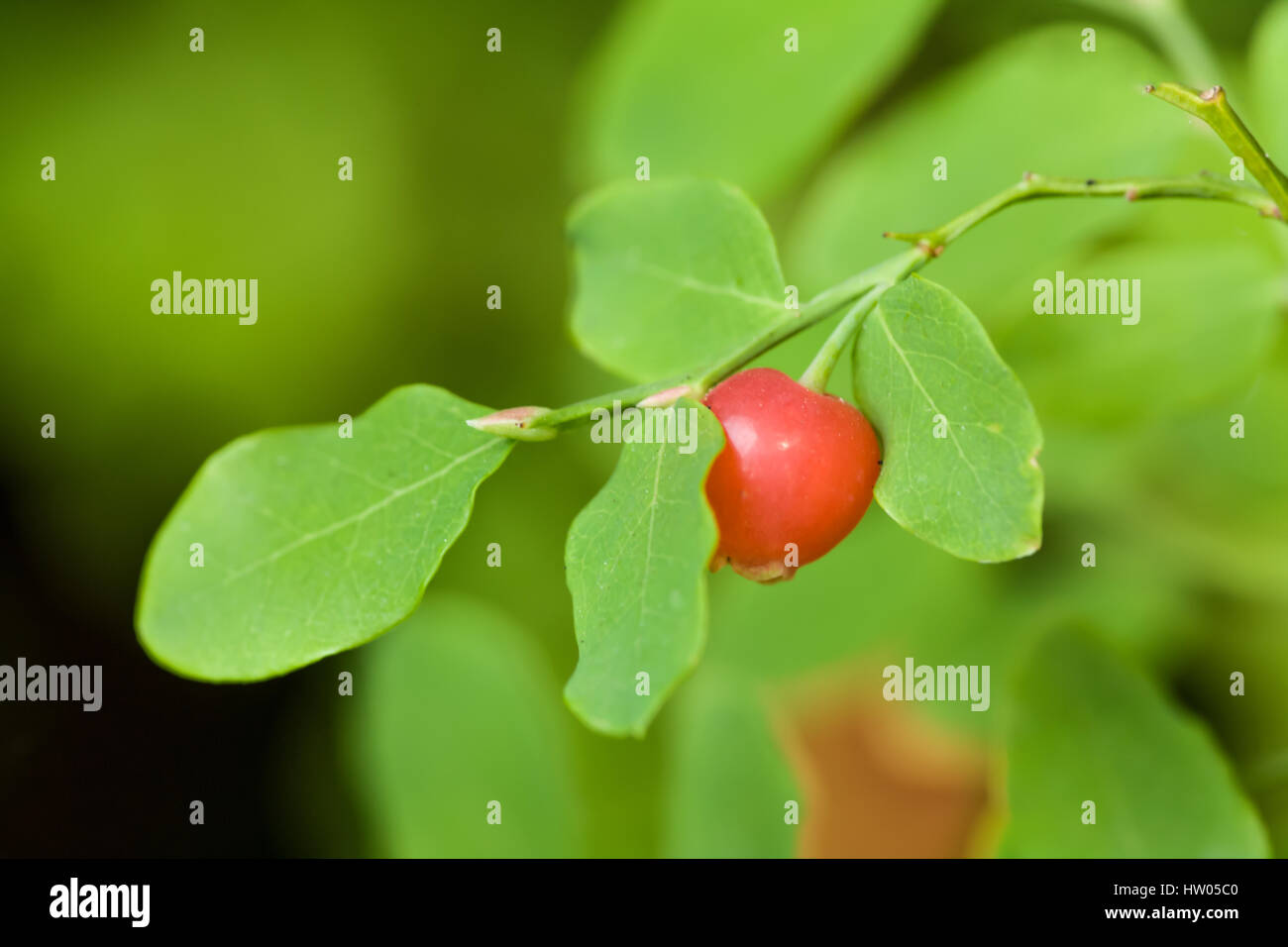 Ripe red Huckleberries growing on a shrub in Issaquah, Washington, USA ...
