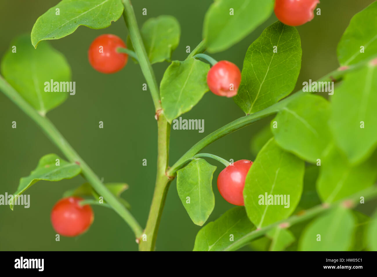 Huckleberries hi-res stock photography and images - Alamy