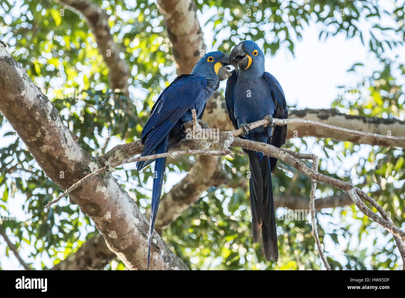 Male and female macaw hi-res stock photography and images - Alamy
