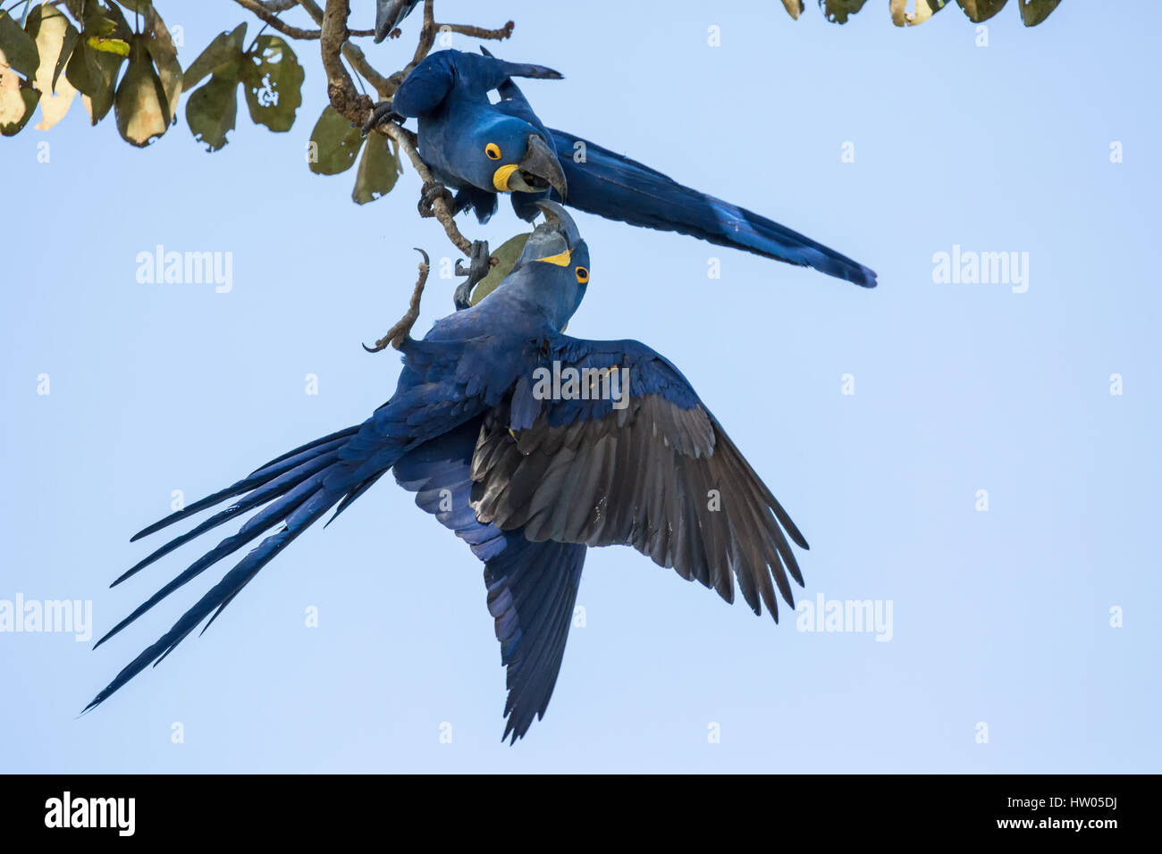 Agile birds High Resolution Stock Photography and Images - Alamy