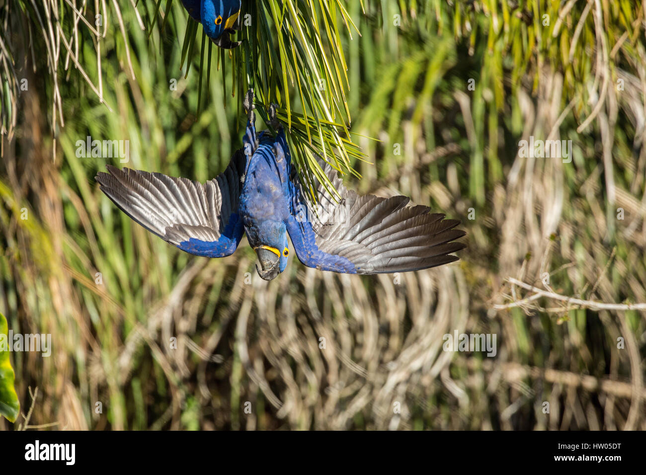 Cling onto tree branch hi-res stock photography and images - Alamy