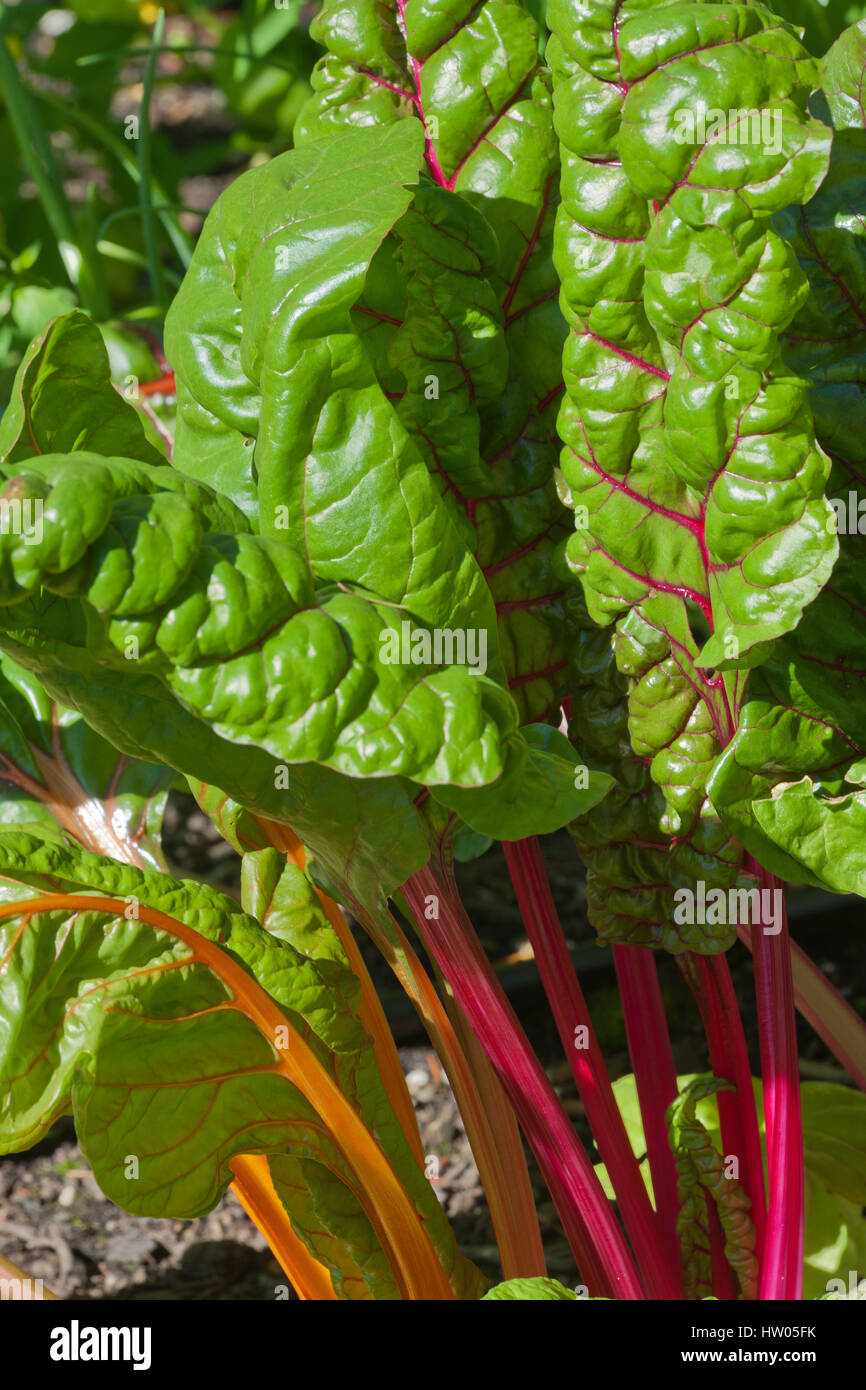 Bright lights Swiss Chard in a garden in western Washington, USA Stock ...