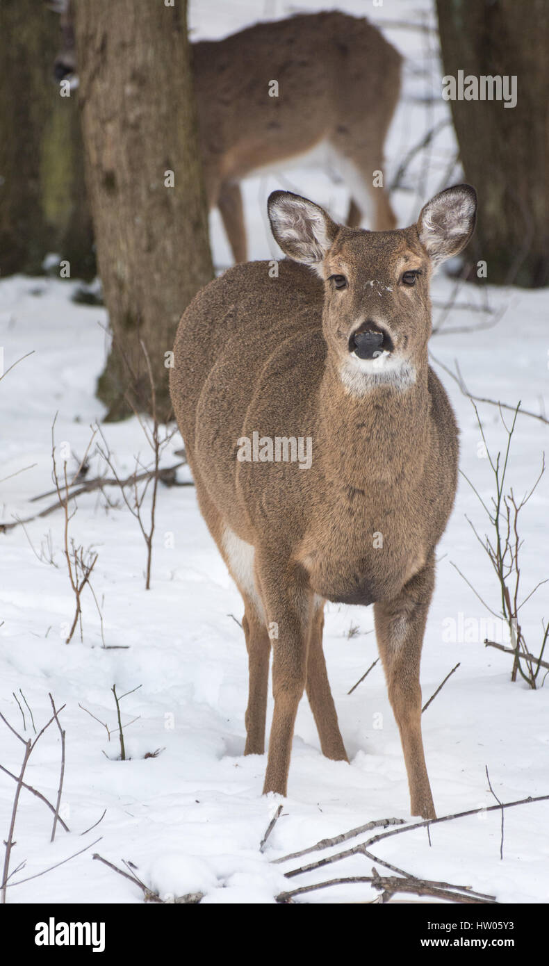 Pennsylvania deer hi-res stock photography and images - Alamy