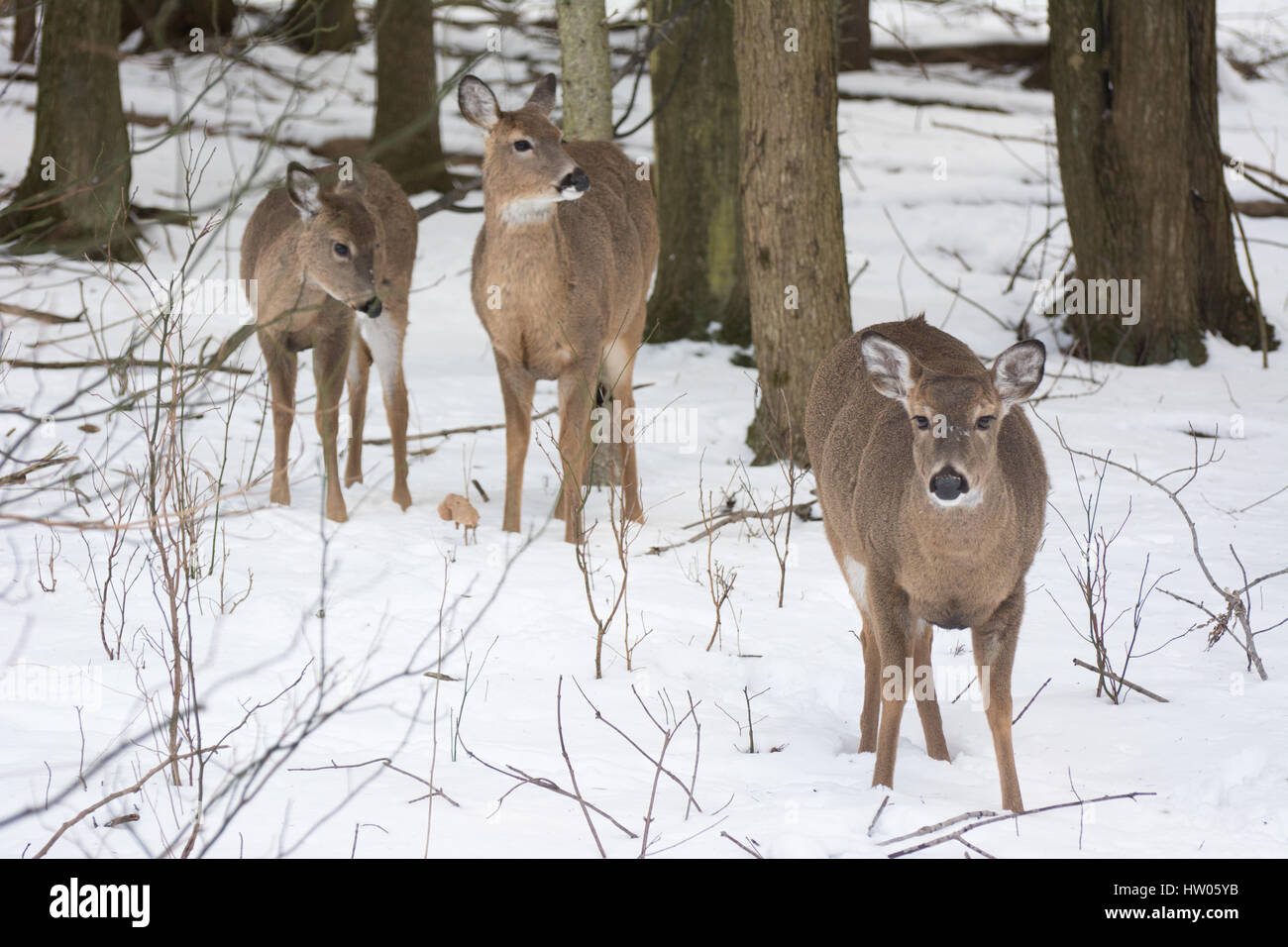 White tail deer in Pennsylvania during the winter Stock Photo - Alamy