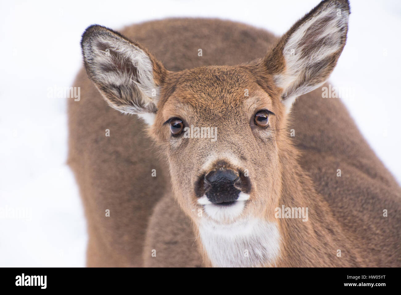 White Tail Deer in Pennsylvania in the winter Stock Photo - Alamy