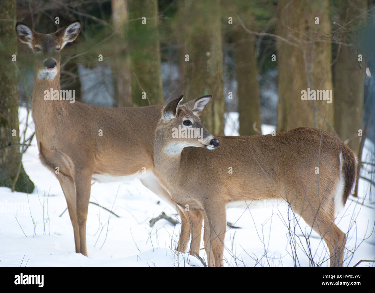 White tail deer in Pennsylvania during the winter Stock Photo - Alamy