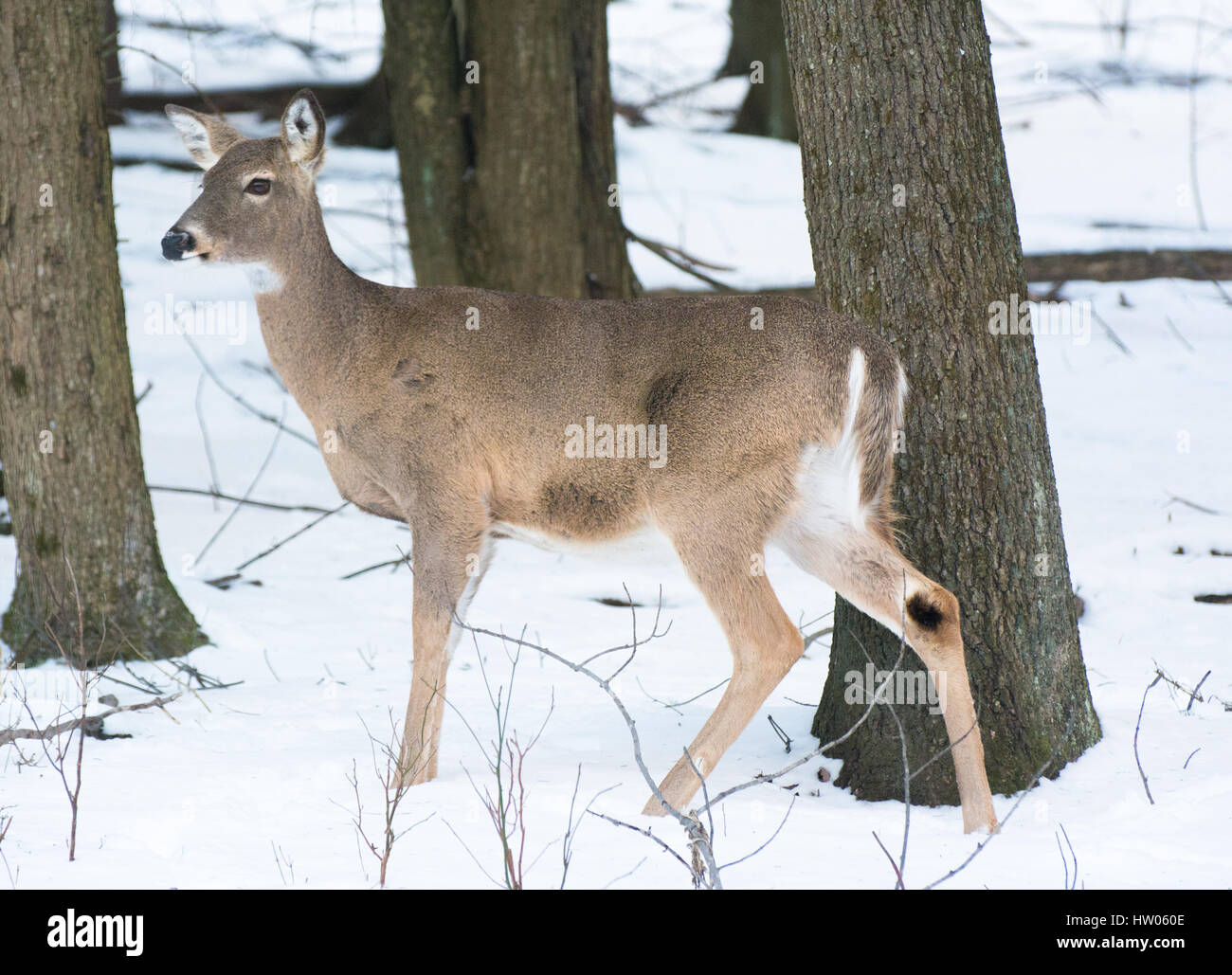 White tail deer hi-res stock photography and images - Alamy