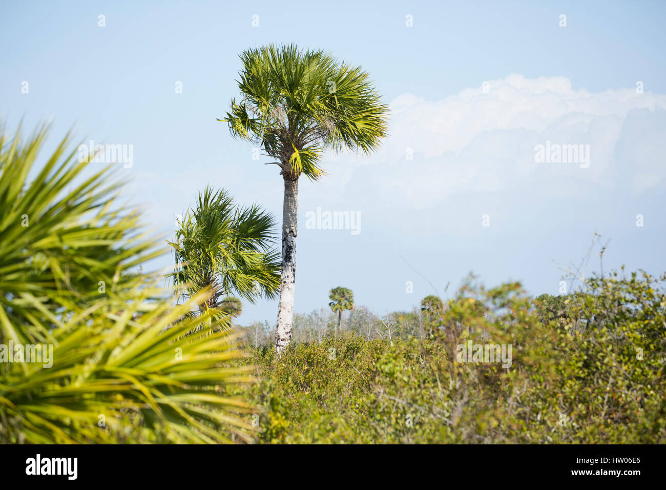 Canaveral national seashore palm tree hi-res stock photography and ...