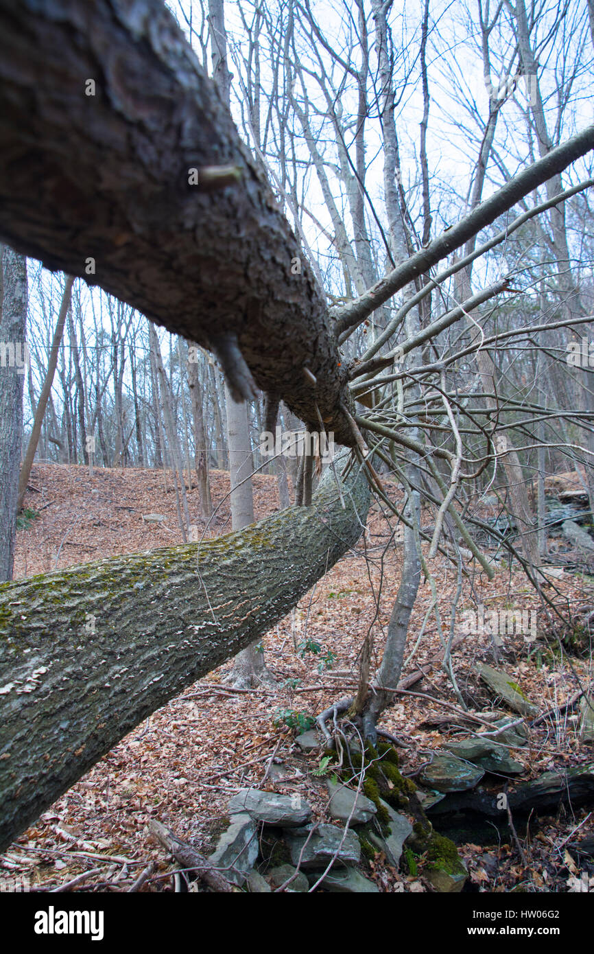 Broken Trees High Resolution Stock Photography and Images - Alamy