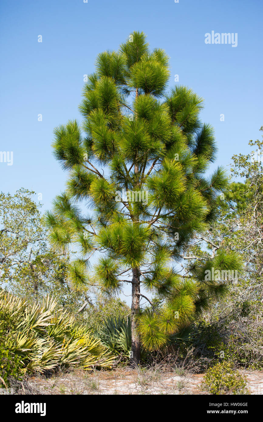 Tree in the seashore hi-res stock photography and images - Alamy