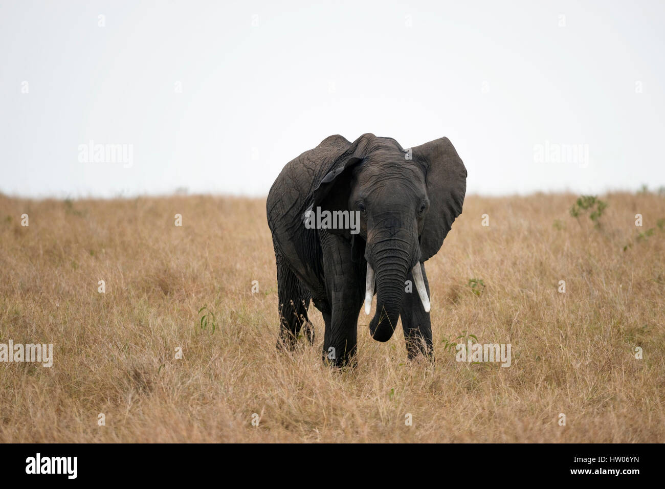 Background Front view of African tusk elephant walking in Masai Mara ...