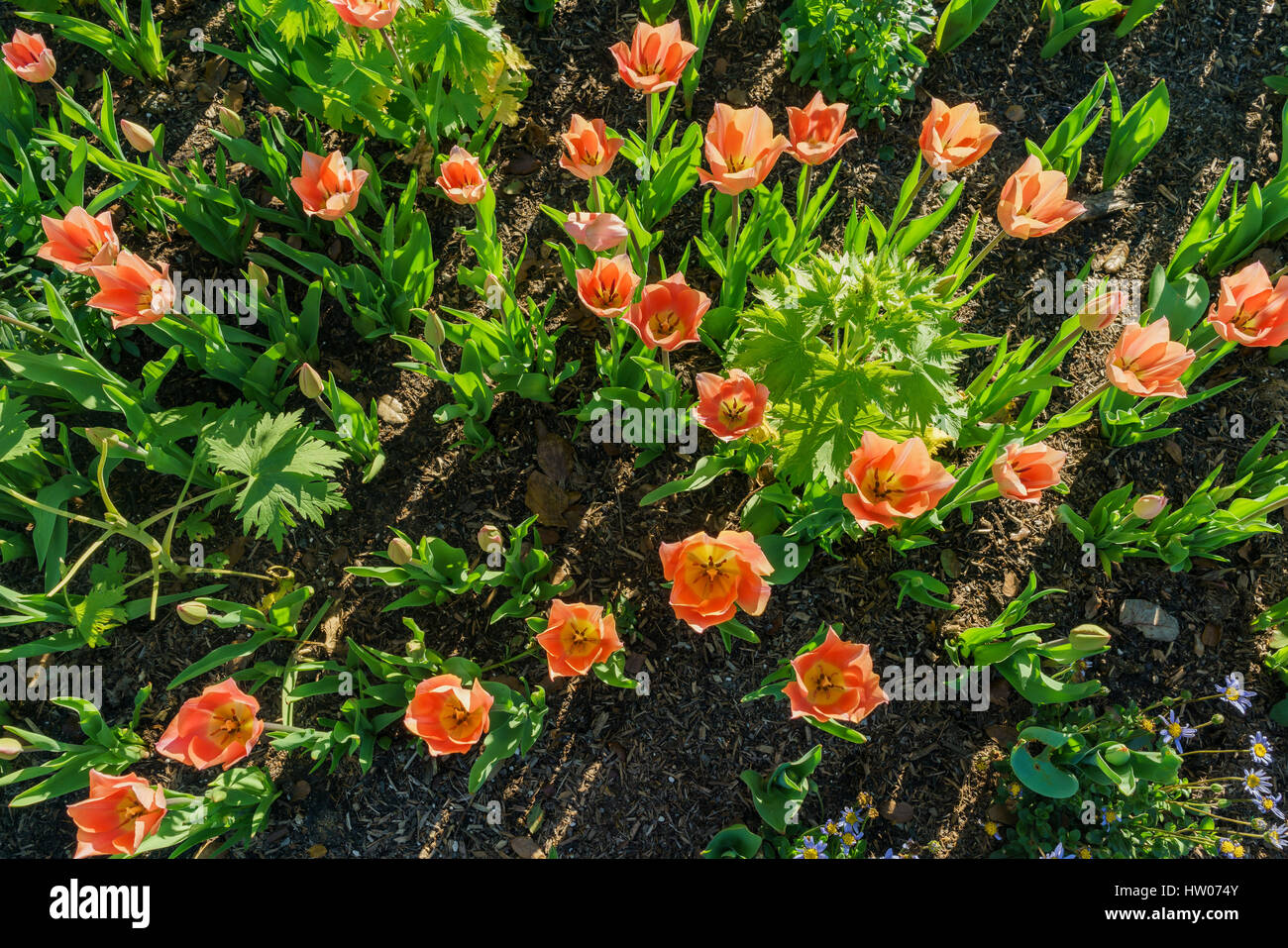 Beautiful Tulips blossom at Descanso Garden, Los Angeles, California ...