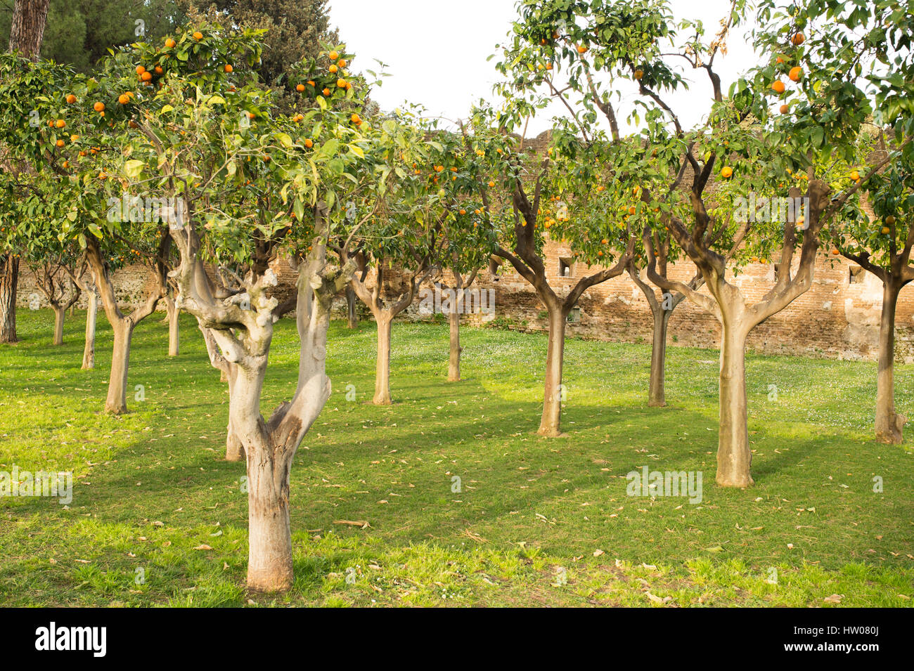 Tree in rome hi-res stock photography and images - Alamy