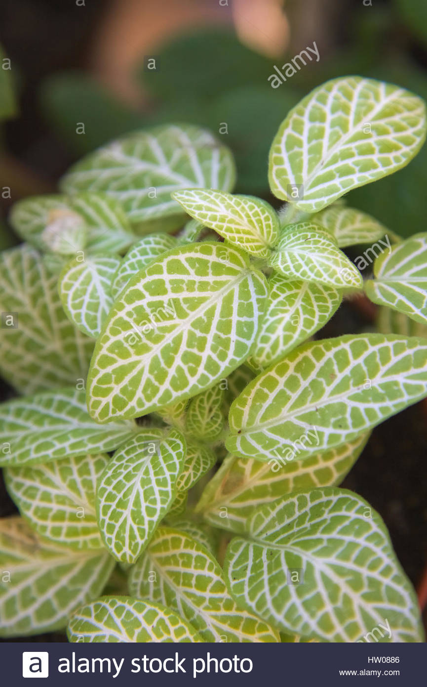 Fittonia Albivenis Stock Photos & Fittonia Albivenis Stock Images - Alamy