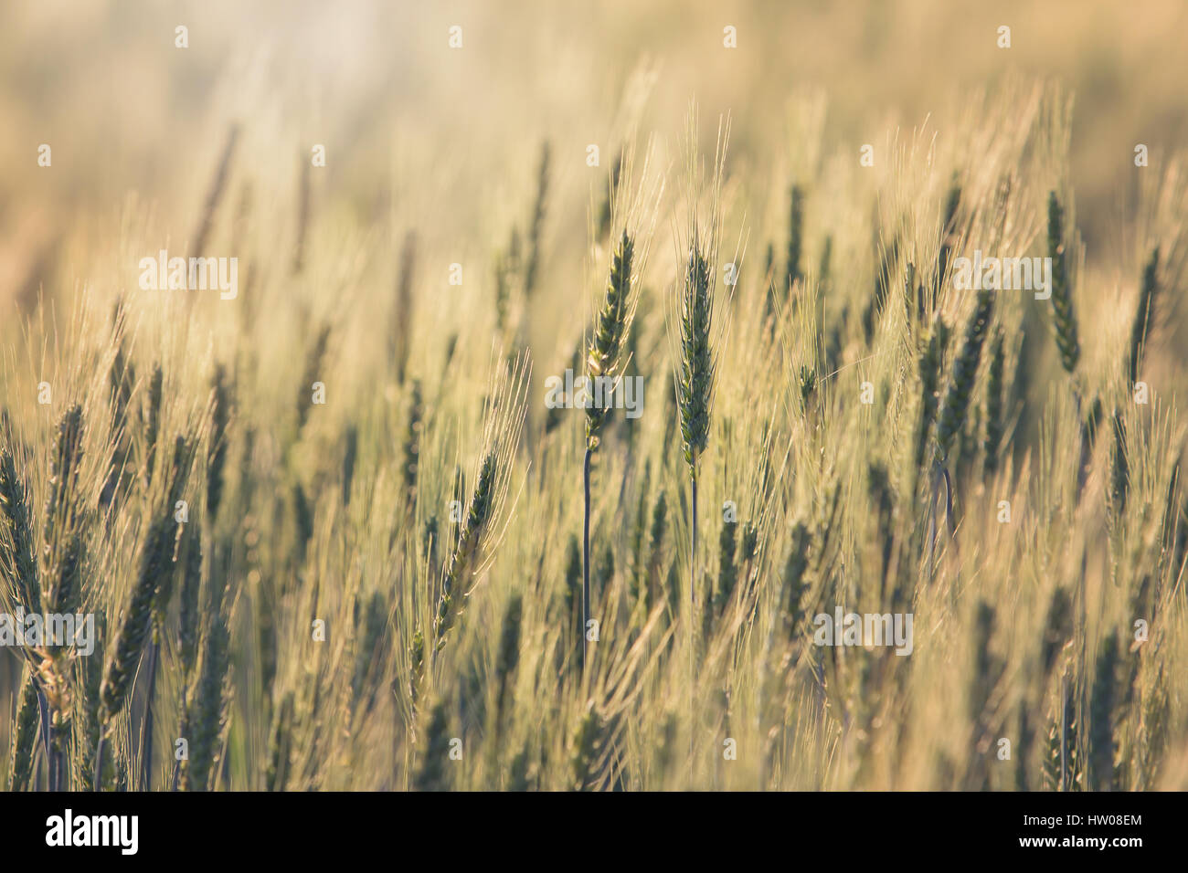 Beautiful Barley field at sunset time Stock Photo - Alamy