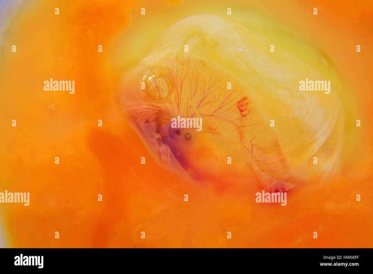 Chick Embryo at 5 days - grey circle at centre is the eye and dark red ...