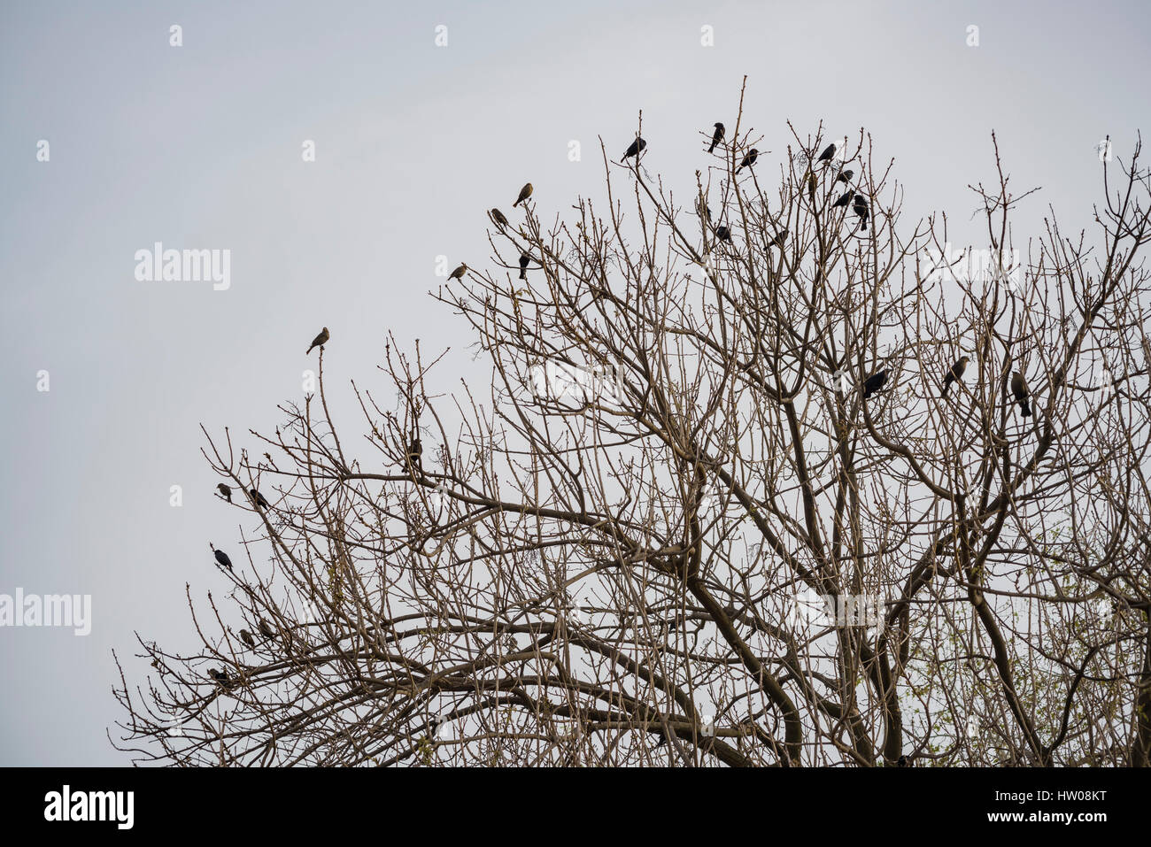Balboa tree hi-res stock photography and images - Alamy