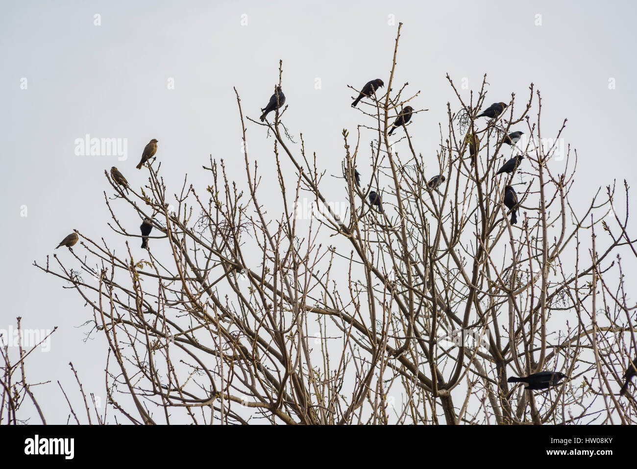 Balboa tree hi-res stock photography and images - Alamy