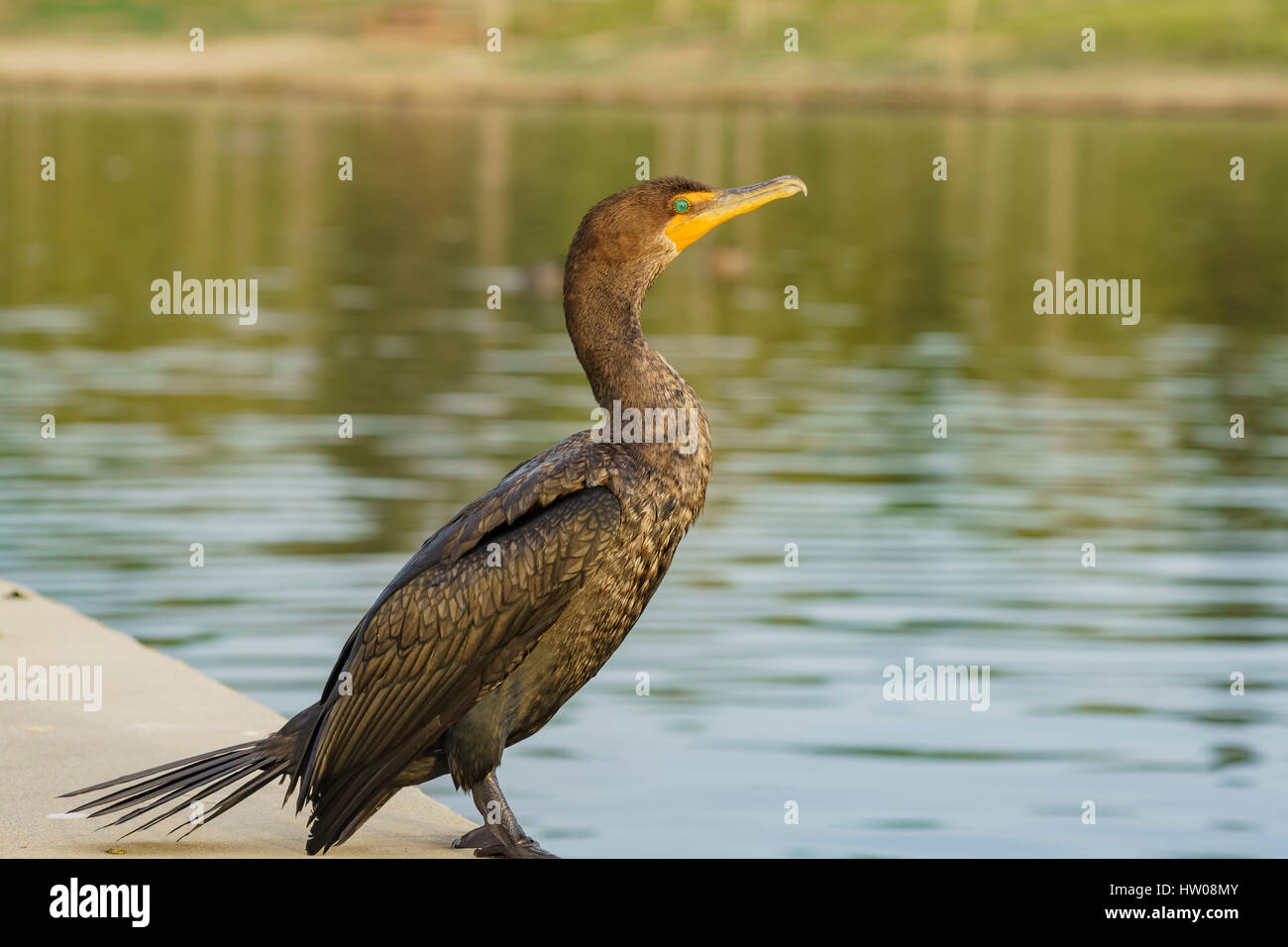 Beautiful Cormorant standing at Lake Balboa, Los Angeles, California ...