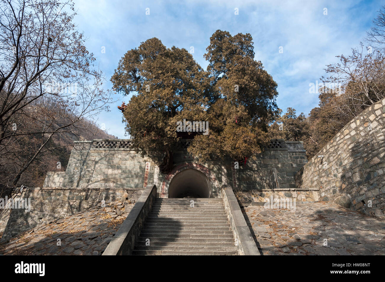 Huge overgrown tree growing out of an ancient stone gate on Tai Shan ...